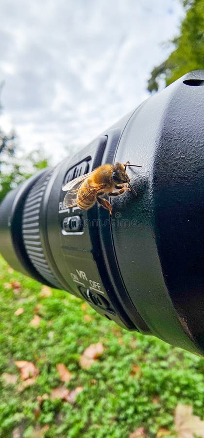 Honey Bee on a Lens of Camera Stock Image - Image of closeup, insect ...