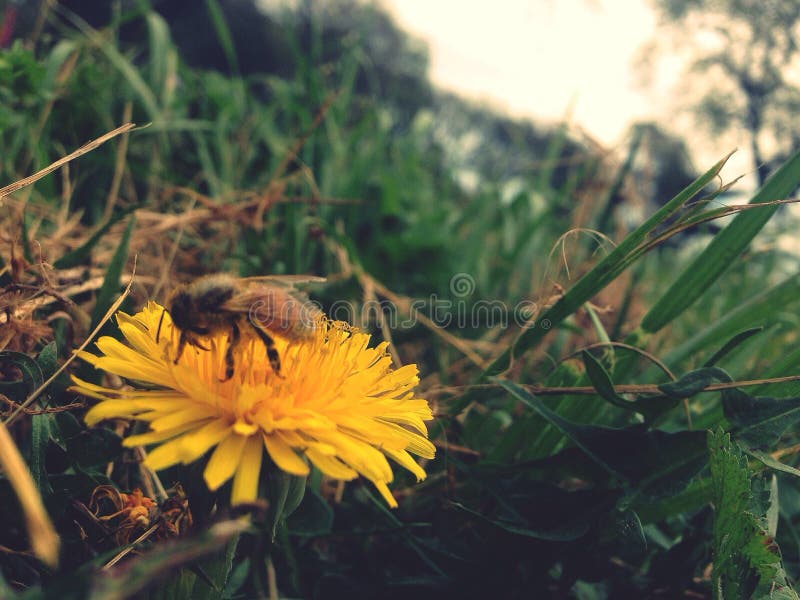 Honey bee stock image. Image of worker, little, honey - 88931187