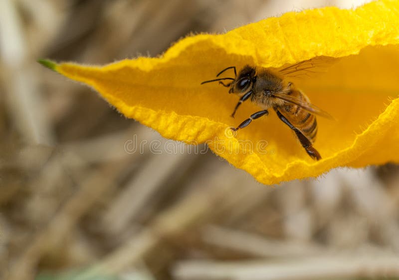 Honey Bee Looking for Nectar Inside the Flower of a Courgette Plant ...