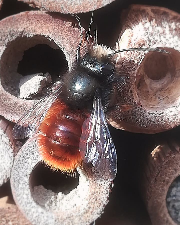 Honey Bee Looking for a Resting or Nesting Place Stock Photo - Image of ...