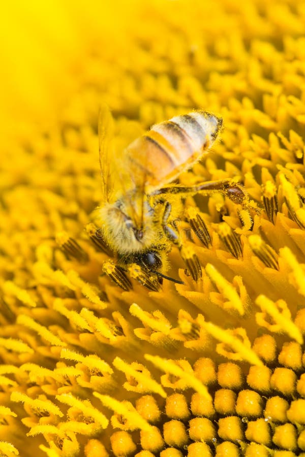 Honey bee macro stock photo. Image of blur, blossom, asteraceae - 32819750