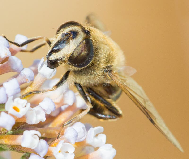 Bee macro stock image. Image of single, macro, detail - 20527447
