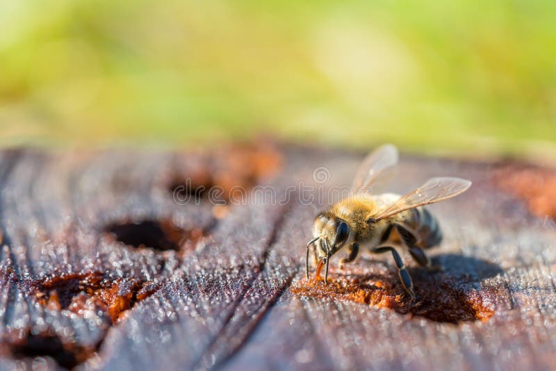 Honey Bee Macro Photography Stock Photo - Image of honey, trunk: 179149600