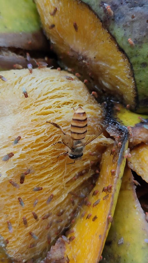 Honey bee and mango stock photo. Image of seafood, fruit - 186901782