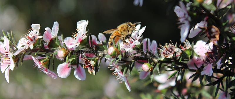 Honey Bee on Manuka Flower stock image. Image of honey - 59582989