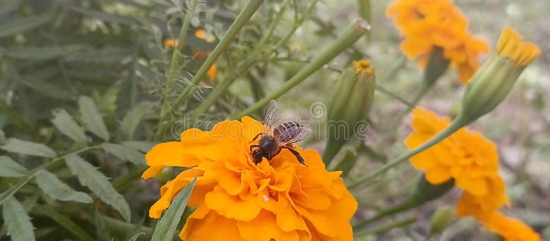 Honey Bee on Marigold Flower Stock Photo - Image of animal ...