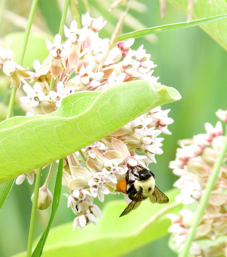 Brown-Belted Bumble Bee Collects Nectar Pollen on Milkweed Flower Stock ...