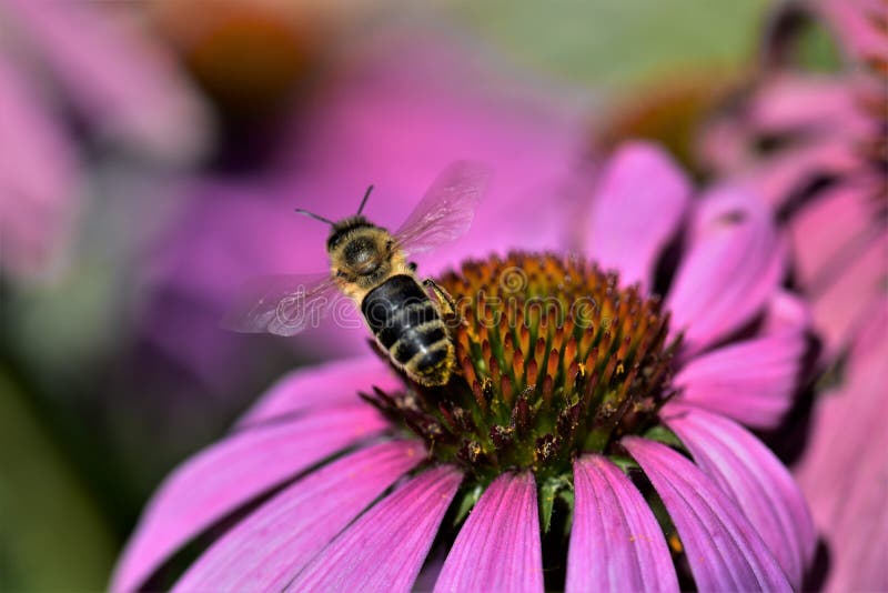 Honey Bee, Bee, Nectar, Insect Picture. Image: 101263137