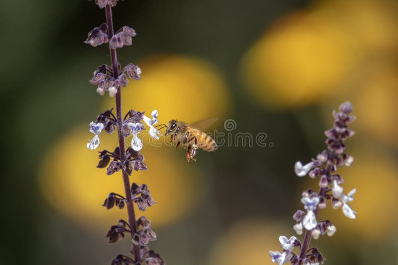 Honey Bee, Bee, Nectar, Insect Picture. Image: 114712320