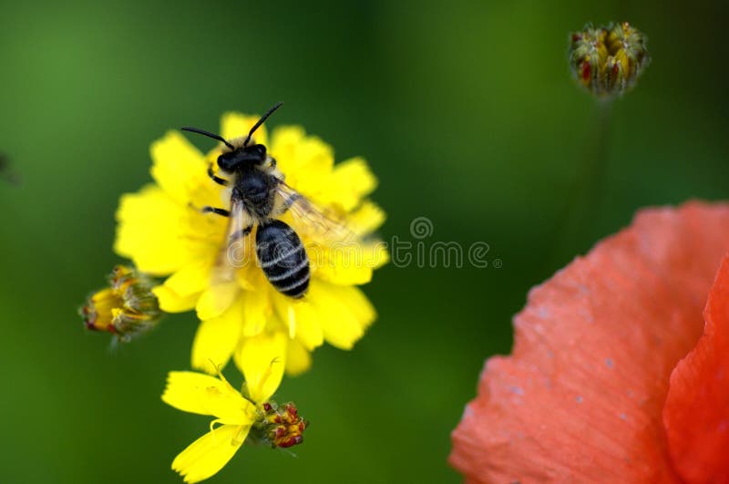 Honey Bee, Bee, Nectar, Insect Picture. Image: 135689340