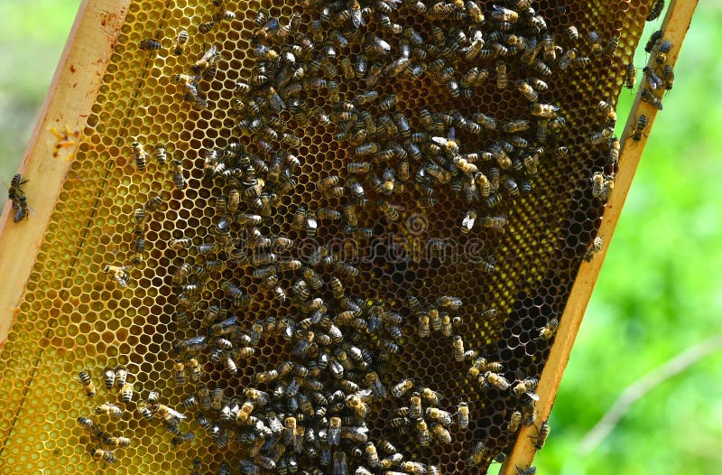 Natural Honey Bee Nest stock photo. Image of queen, bees - 70785806