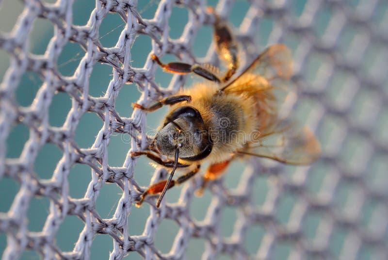 Honey bee on the net stock photo. Image of pollen, legs - 26222746