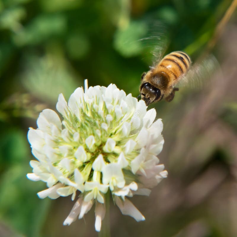 Honey Bee at Ocean View Farm Reserve, Dartmouth, Massachusetts Stock ...