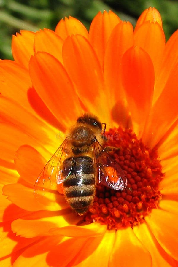 Honey bee on orange flower stock image. Image of calm - 63780355