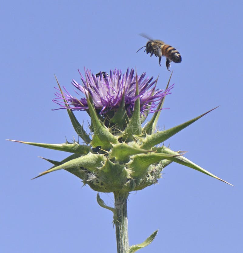 173 Honey Bee Hovering Over Flower Stock Photos - Free & Royalty-Free ...