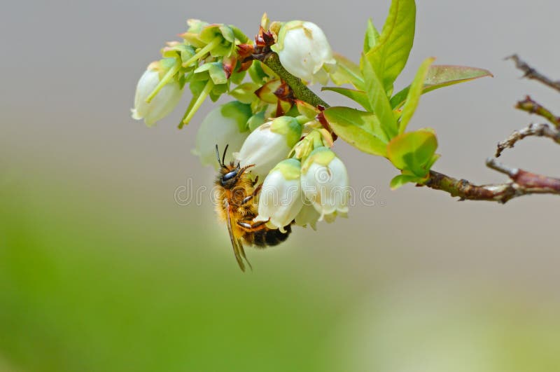 Honey Bee Pendura De Uma Flor Do Mirtilo Foto de Stock - Imagem de ...