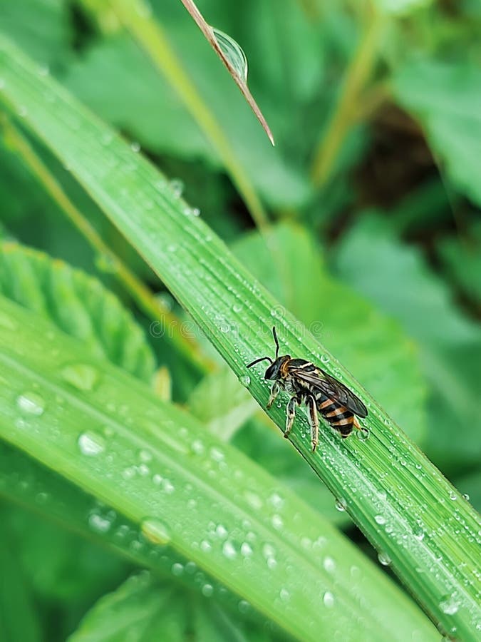 A Honey Bee Perches on a Wet Grass after it Rains Stock Photo - Image ...