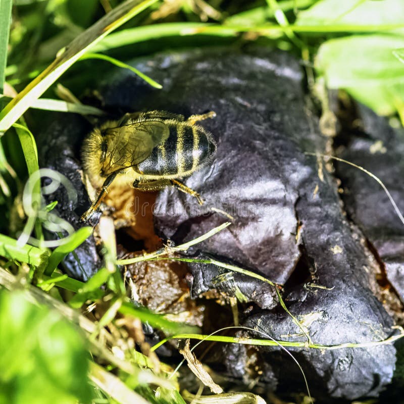 Honey bee in Polish garden stock photo. Image of europe - 157676384