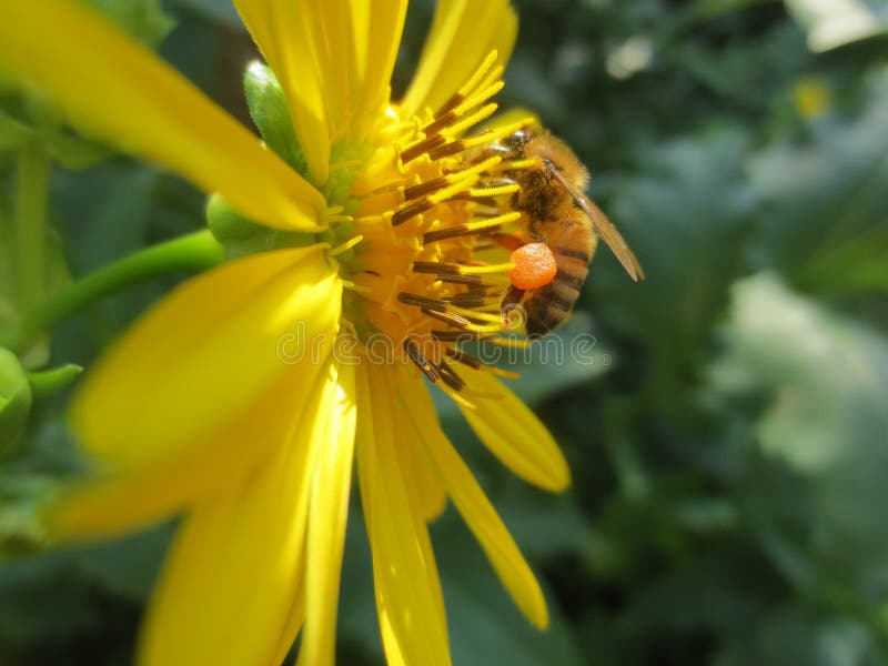 Honey Bee with Pollen Sac stock photo. Image of prosperity - 75435520
