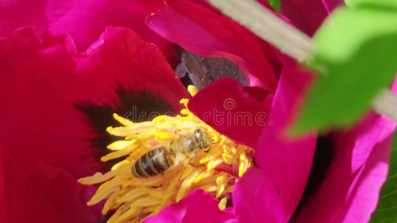 Honey Bee Pollinate Tree Peony Flowers. Bees Gather Nectar Form Peony at Spring Stock Video ...