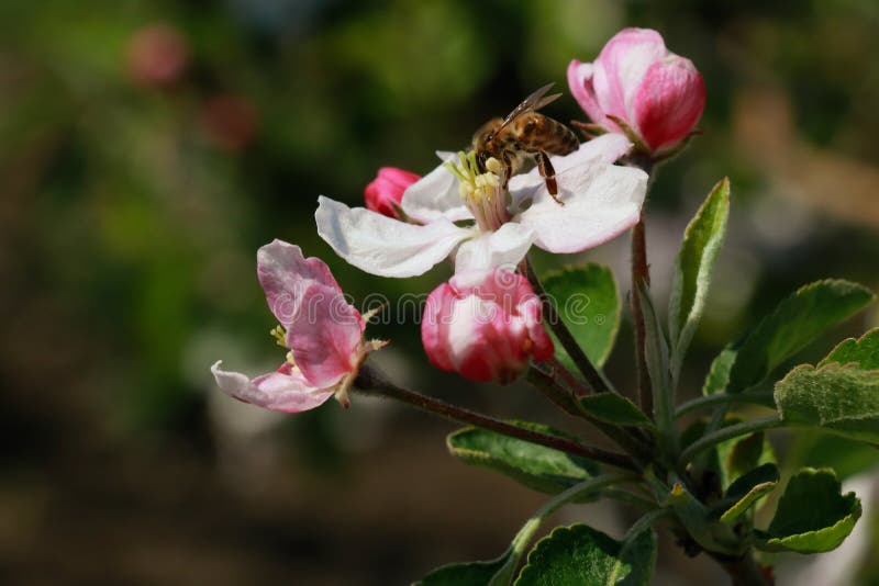Honey Bee Pollinates Apple Tree Flowers Stock Photo - Image of plant ...
