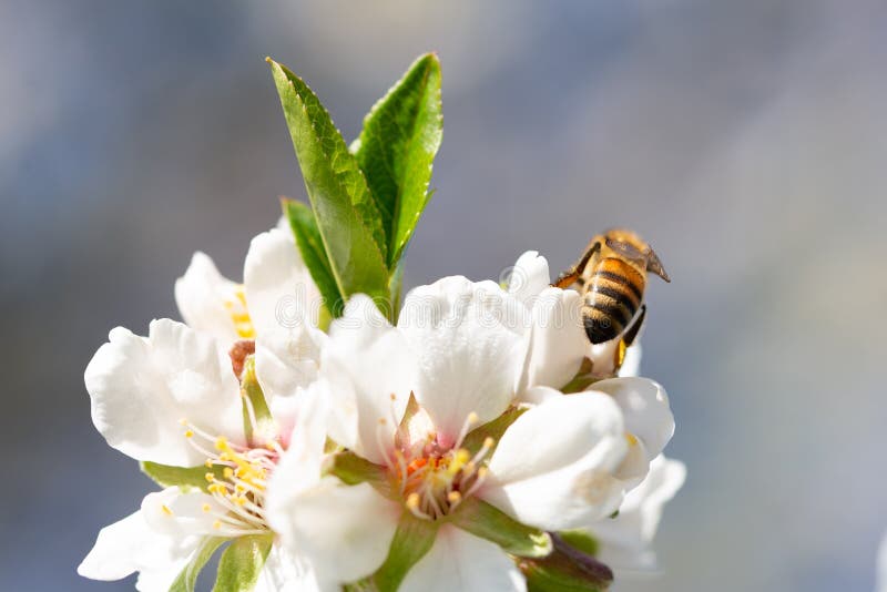 Honey Bee Pollinating on Almond Blossoms. Spingtime Stock Image - Image ...