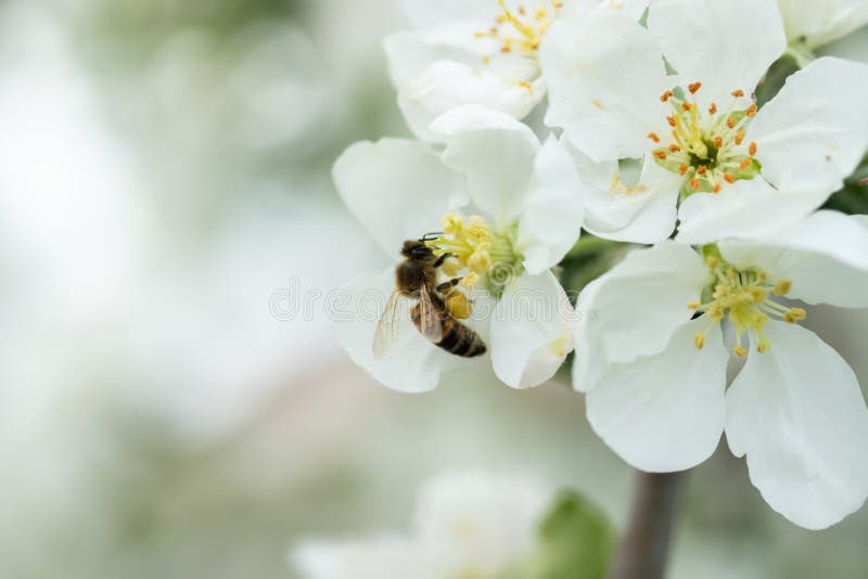 Honey Bee Pollinating Apple Blossom in Spring Garden Stock Image ...
