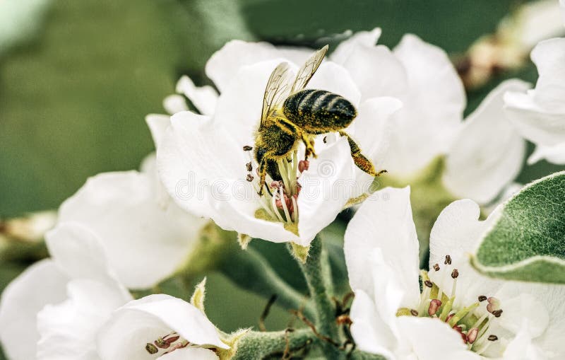 Honey Bee Pollinating Apple Tree in Spring with White Blossoms, Close ...
