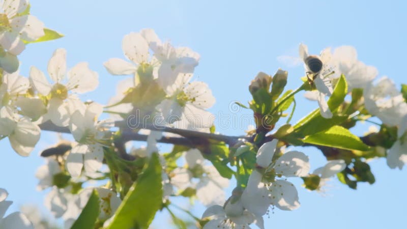 Honey Bee Pollinating Cherry Flowers on Tree in Spring Blossom. the ...