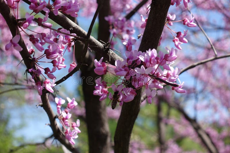Honey Bee Pollinating Eastern Redbud I Stock Photo - Image of beauty ...