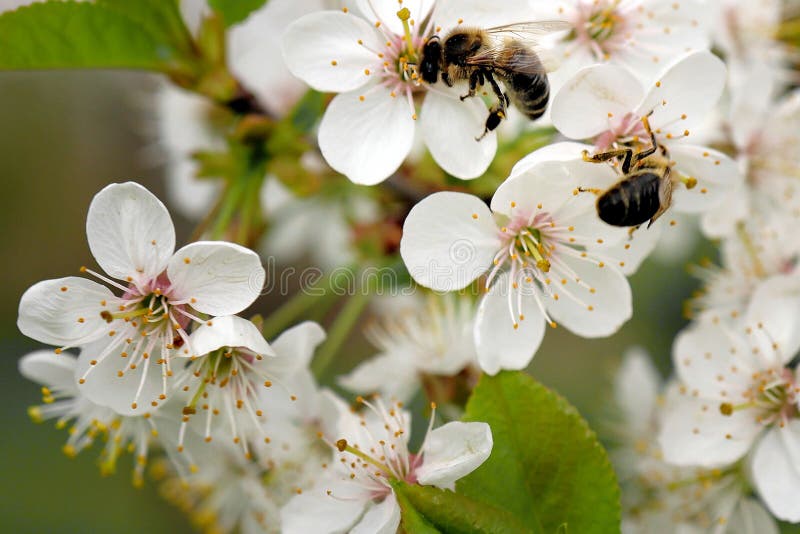 Honey Bee is Pollinating Flower of the Blossoming Spring Tree. Macro ...
