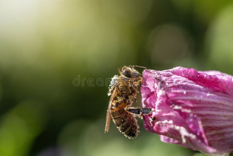 Honey Bee is is Pollinating the Flower Stock Image - Image of botany ...