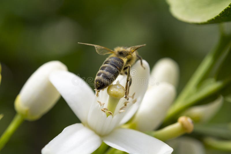 Honey Bee Pollinating Flower of Lemon Tree Stock Photo - Image of ...