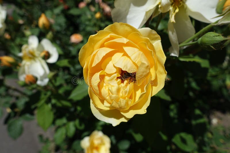 Honey Bee Pollinating Amber Yellow Flower of Rose Stock Image - Image ...