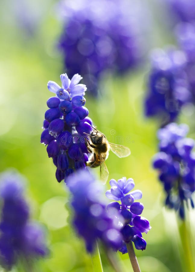 Honey Bee Pollinating the Spring Flower Stock Image - Image of petal ...
