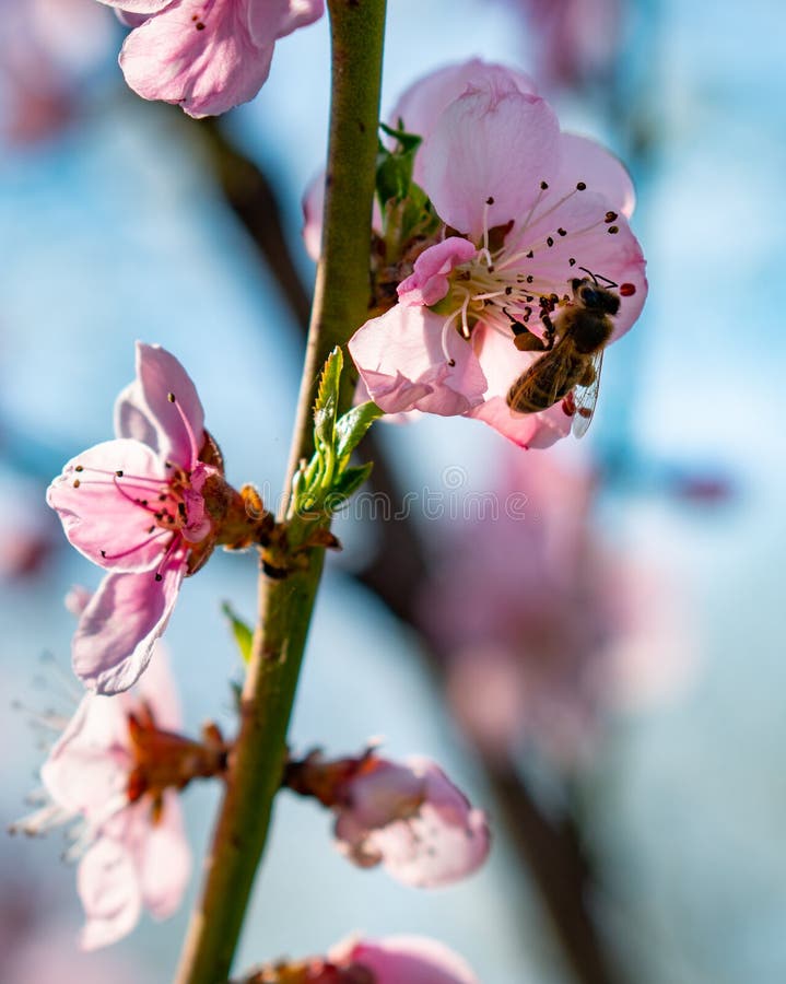 Honey Bee Pollinating Spring Flowers of a Tree Stock Image - Image of ...