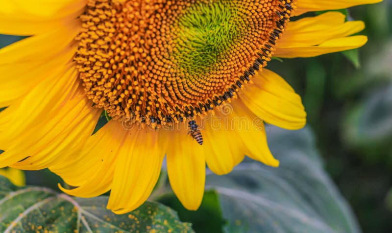 Honey Bee Pollinating Sunflower Plant. Honey Bee Pollinating Sunflower ...