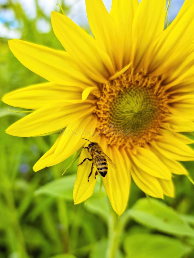 Honey Bee Pollinating Sunflower Plant, in Summer. Selective Focus Stock ...