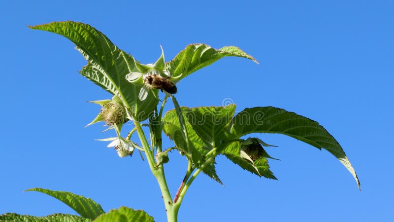 Honey Bee Pollinating White Flowers on a Raspberry Plant Against a ...