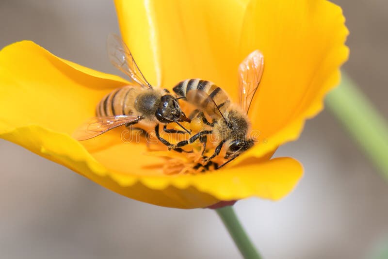 Honey Bee Pollinating on Yellow Poppy Flower Stock Image - Image of ...