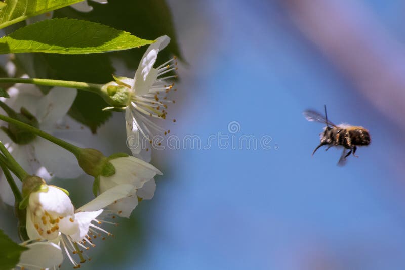 Honey Bee, Pollination Process Stock Photo - Image of pollen, fruit ...