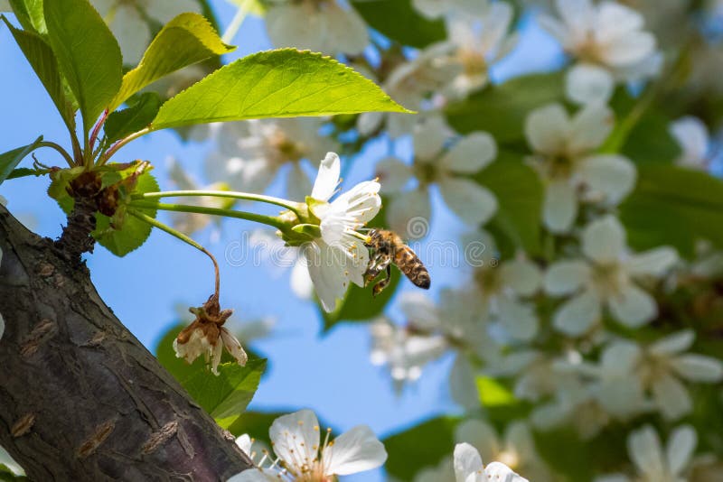 Honey Bee, Pollination Process Stock Image - Image of macro, insect ...