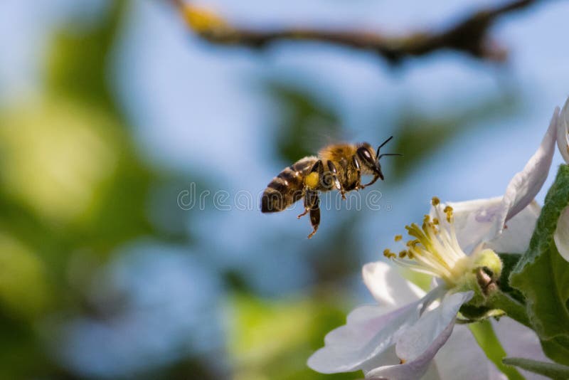 Honey Bee, Pollination Process Stock Image - Image of garden, bloom ...