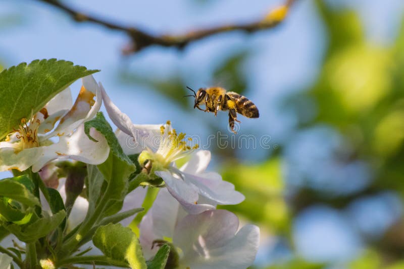 Honey Bee, Pollination Process Stock Photo - Image of micro, insect ...