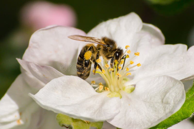 Honey Bee, Pollination Process Stock Image - Image of nature, micro ...
