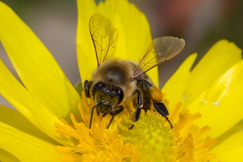 Honey Bee, Pollination Process Stock Image - Image of flower, blue ...