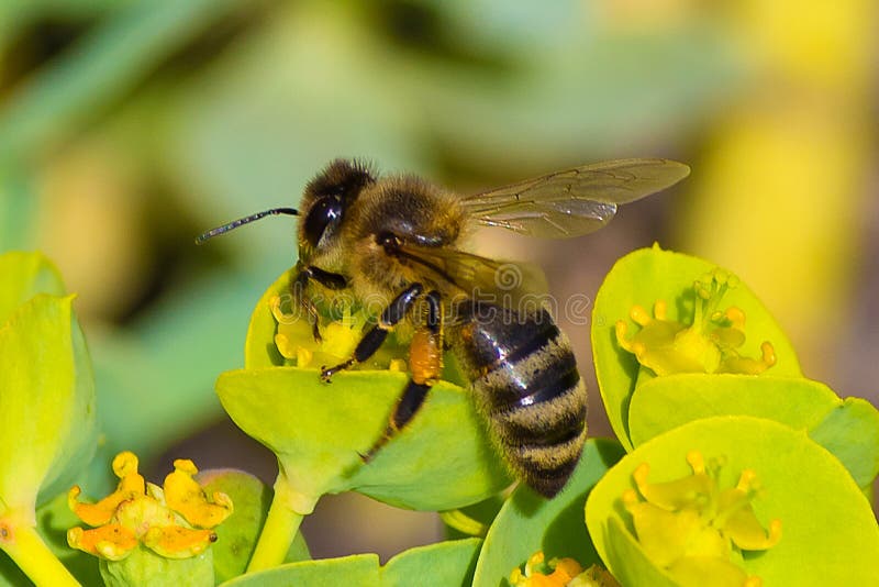 Honey Bee, Pollination Process Stock Image - Image of closeup, outdoor ...