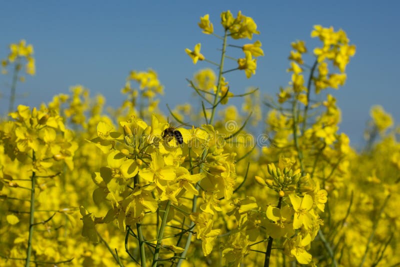 Honey Bee on a Rapeseed Blossom Stock Photo - Image of industry, canola ...