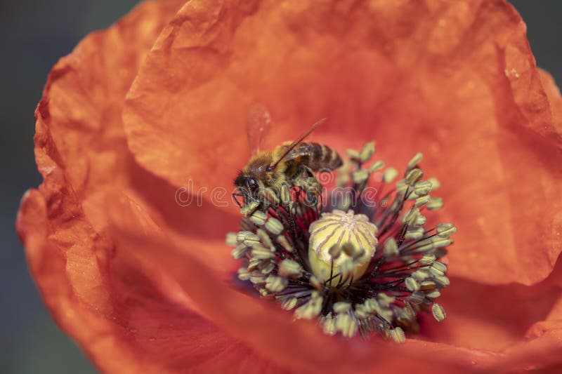 Honey Bee on Red Poppy Flower Close-up. Place for Text Stock Image ...