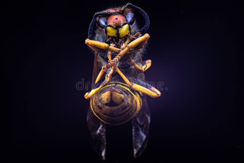 Honey Bee with Reflection in the Mirror Stock Image - Image of european ...